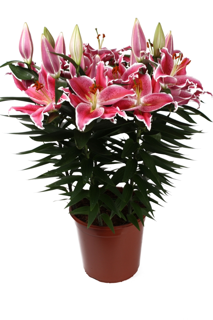 Lily oriental | 2Plant International